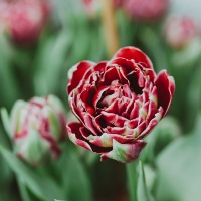 The Power Of Gentleness – SVCC Family